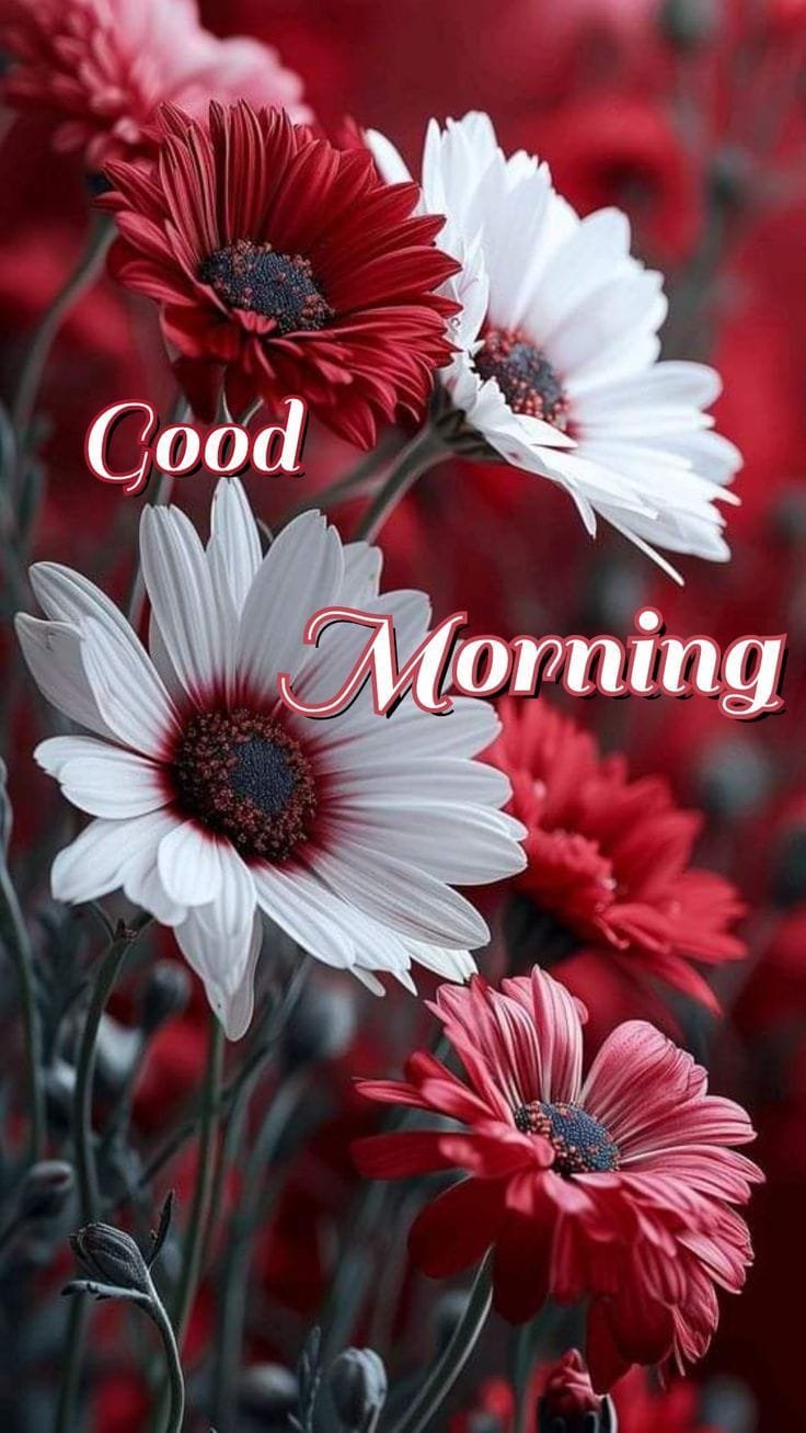 Good Morning Images to Share Your Warm Wishes in a New Style in 2026 ...